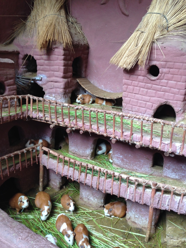 Guinea Pig Castle (before they were eaten) - ThumbsUp Travelers